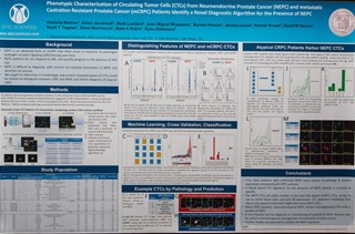 The immunomodulatory protein Dickkopf-1 (DKK1) defines a non ...